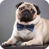 Communist Pug | Panda Community